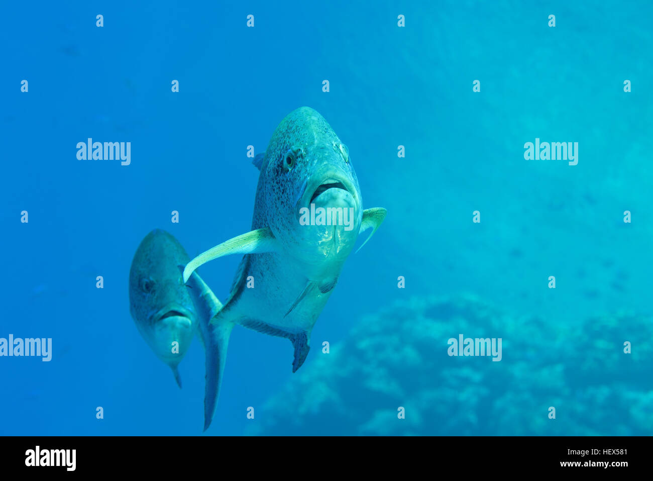 fish couple Bluefin trevally, Bayad, Bluefin jack, bluefin kingfish ...