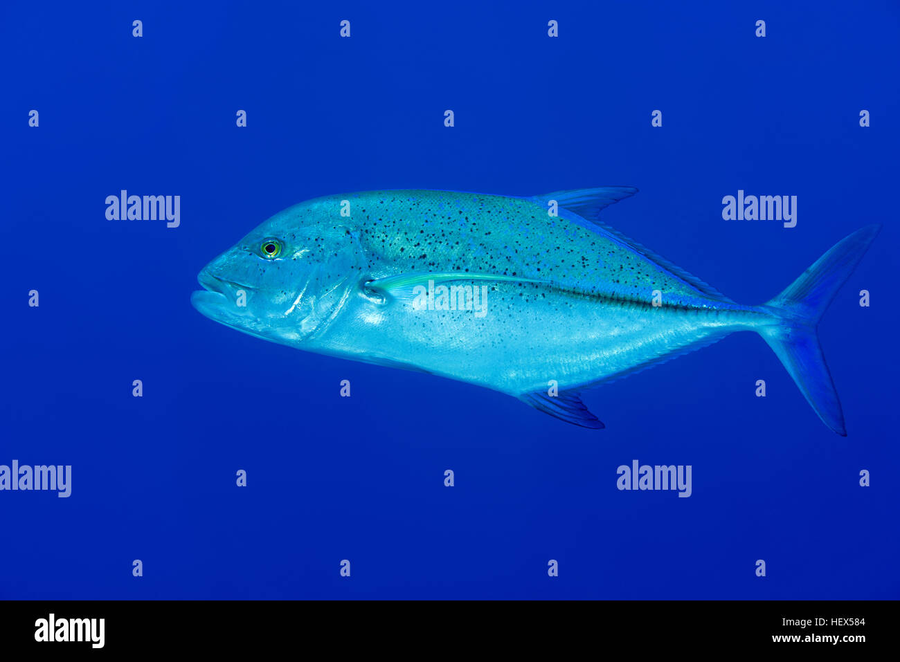 Kingfish hi-res stock photography and images - Alamy