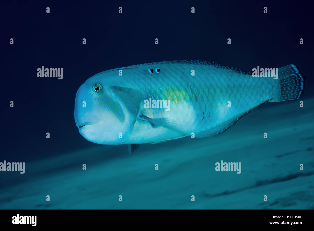 Pearly Razorfish or Cleaver Wrasse (Xyrichtys novacula) swims over a ...