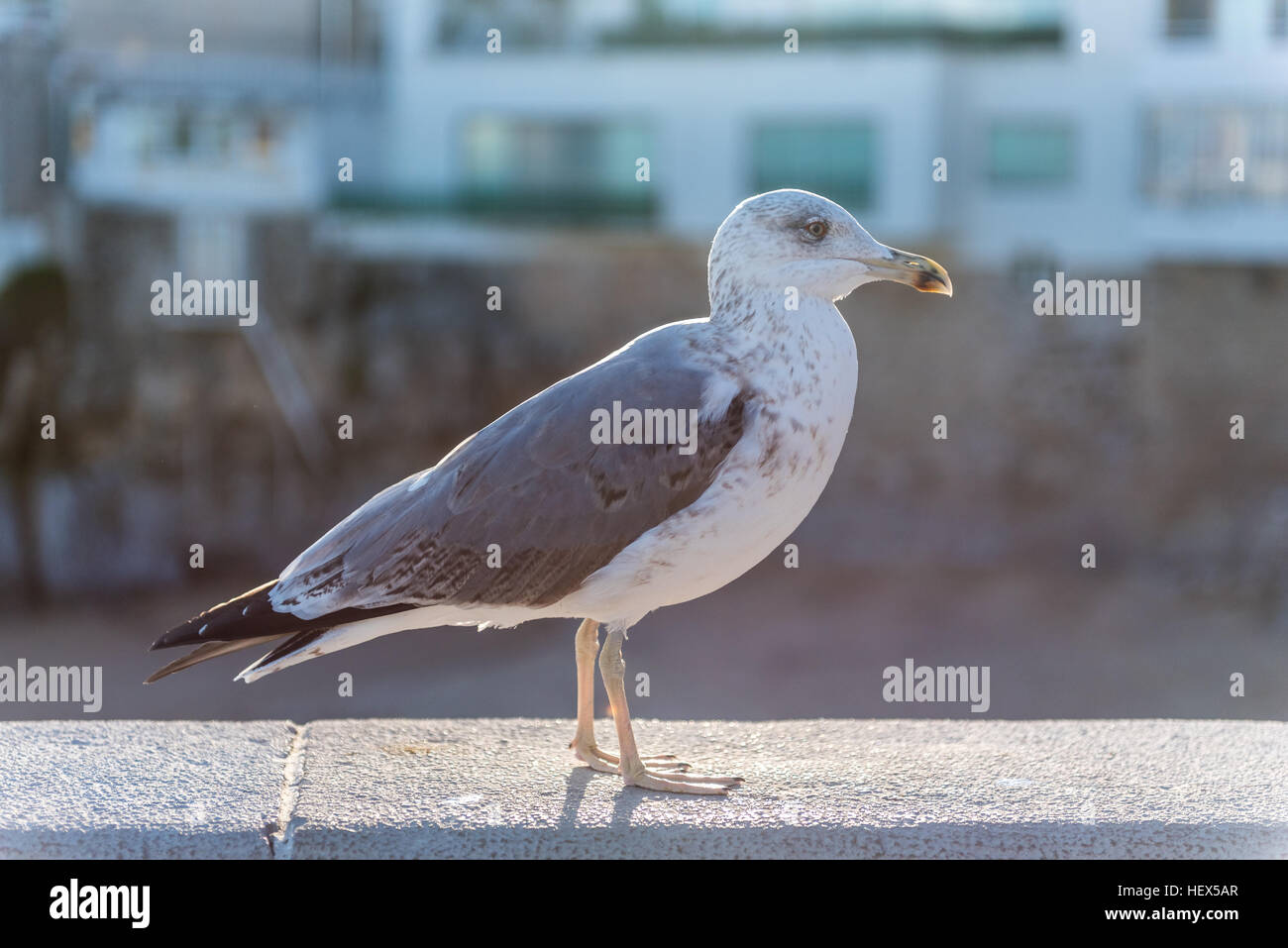 Gull and sun hi-res stock photography and images - Alamy