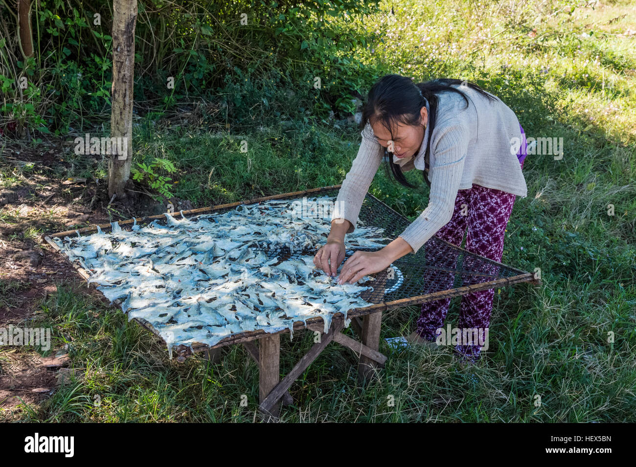 Air drying fish at Lake Nam Ngum Stock Photo - Alamy