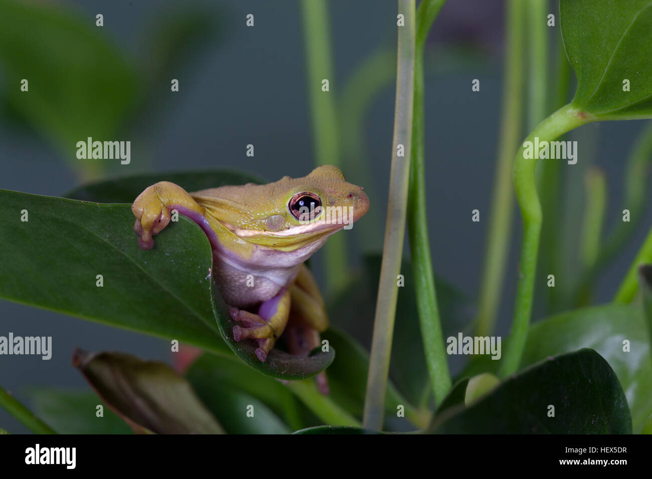 New world tree frog hi-res stock photography and images - Alamy
