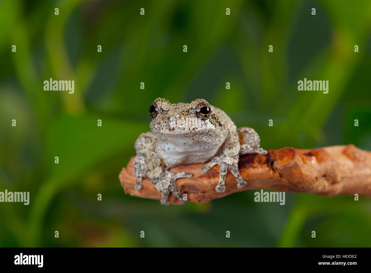 Grey Tree Frog Hyla vericolor Stock Photo - Alamy