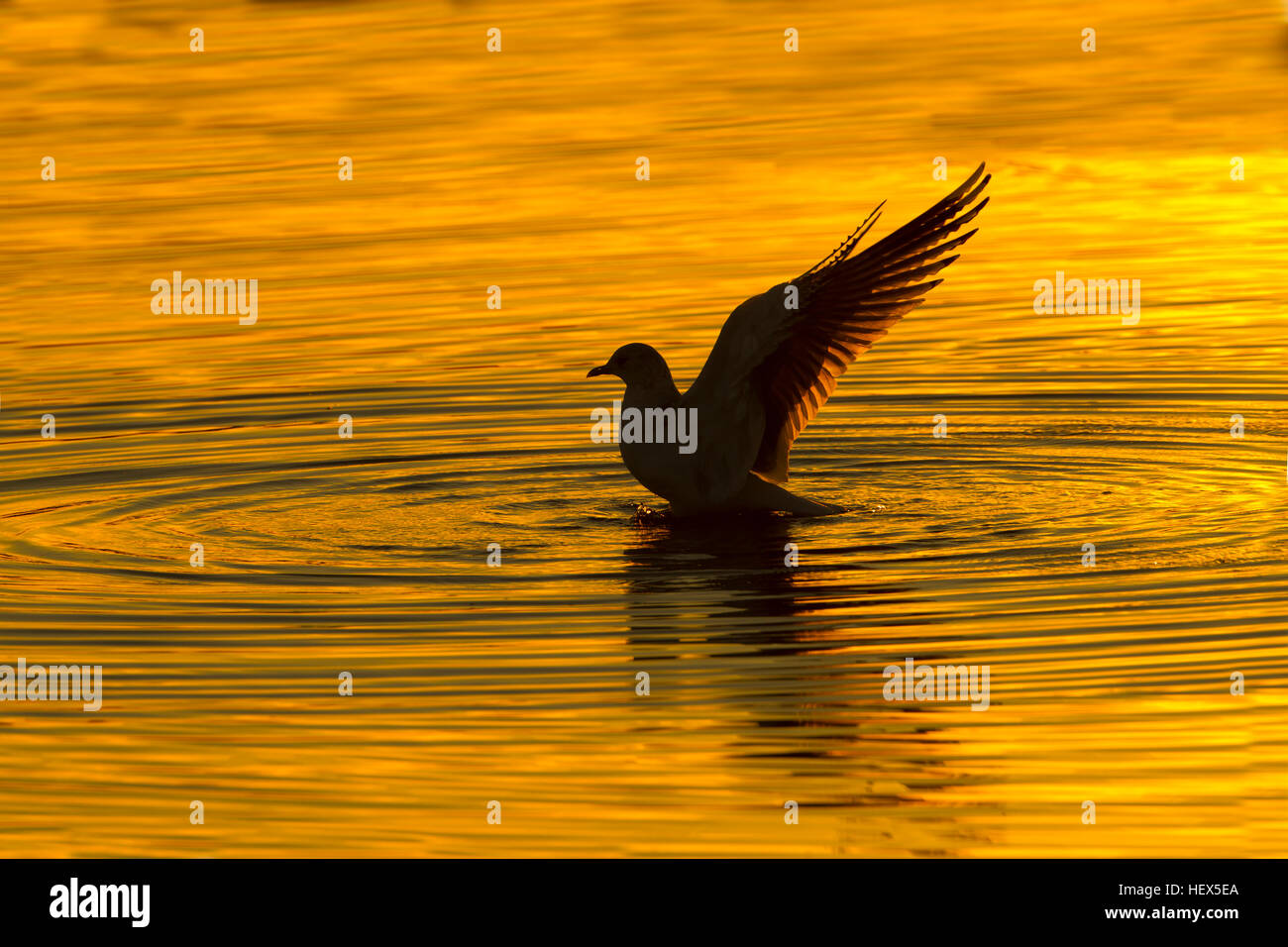 Herring Gull Larus argentatus at sunset Stock Photo - Alamy