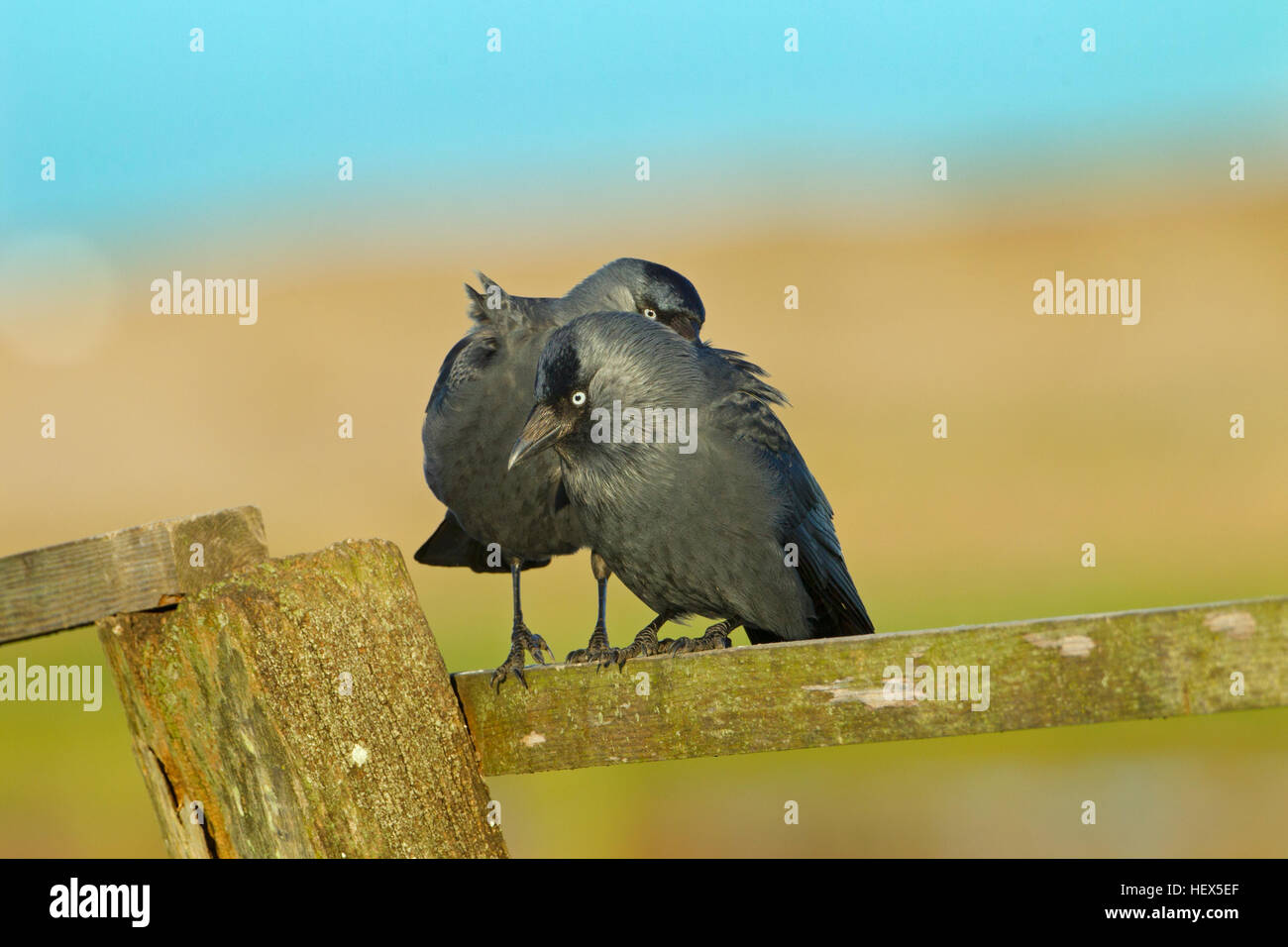 Preening crow hi-res stock photography and images - Alamy