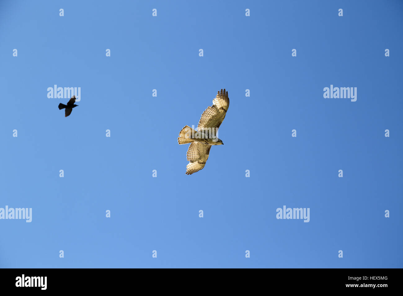 blackbird chasing hawk Stock Photo - Alamy