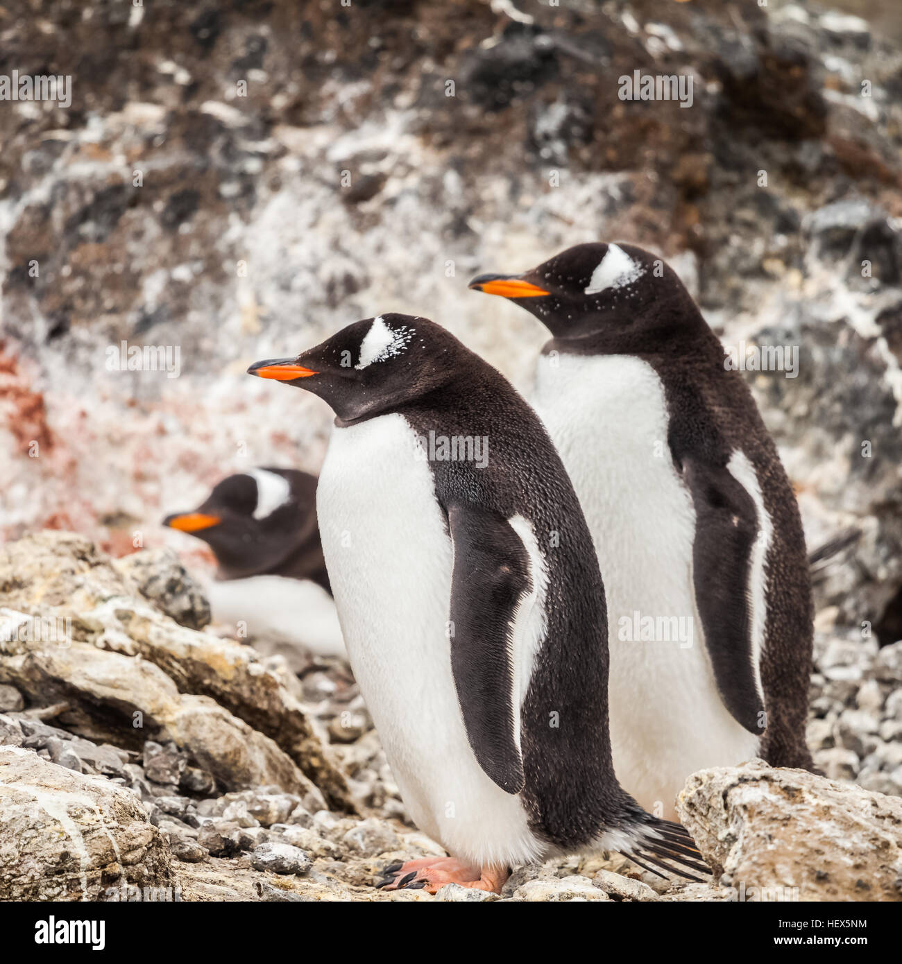 Penguins are a group of aquatic, flightless birds living almost ...