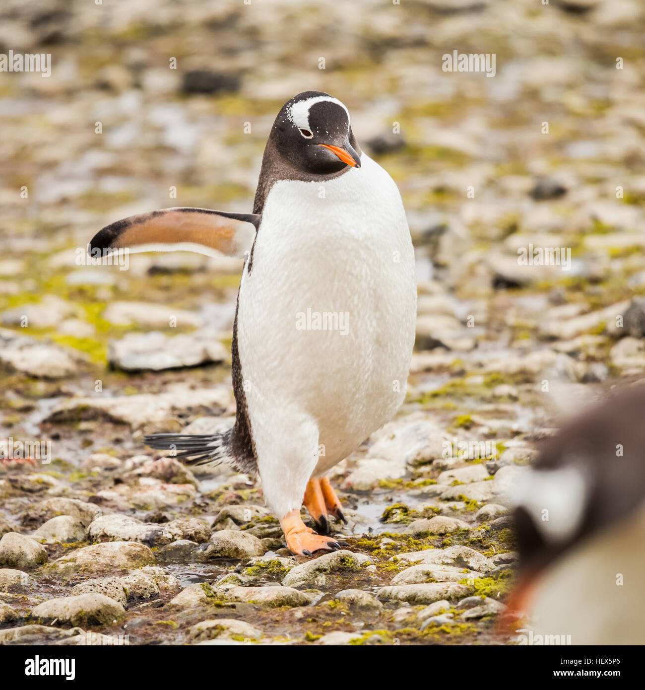 Penguins are a group of aquatic, flightless birds living almost ...