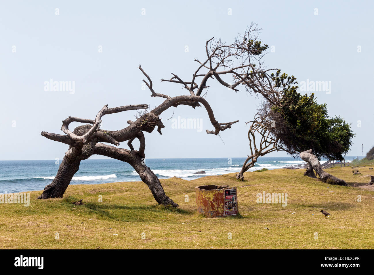 Old weathered trees on grass verge against blue ocean skyline in South ...