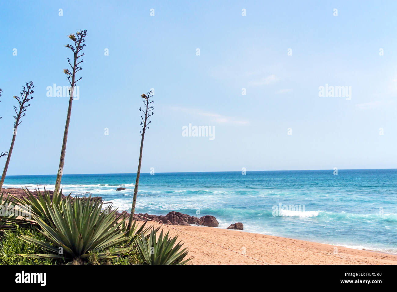 Sisal plants hi-res stock photography and images - Alamy