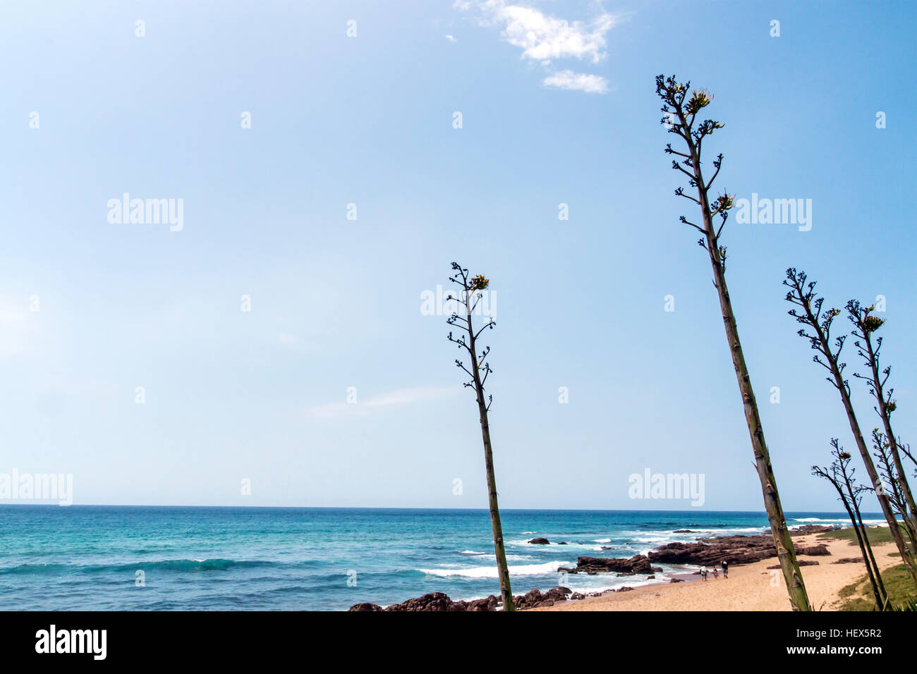 Sisal plant hi-res stock photography and images - Alamy
