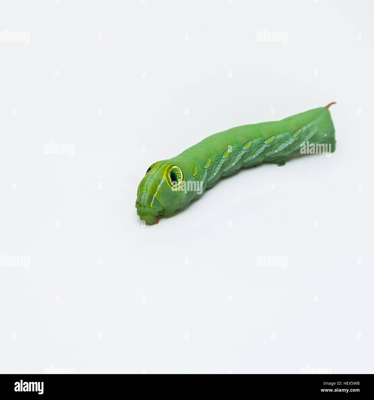 Butterfly caterpillar face close up hi-res stock photography and images ...