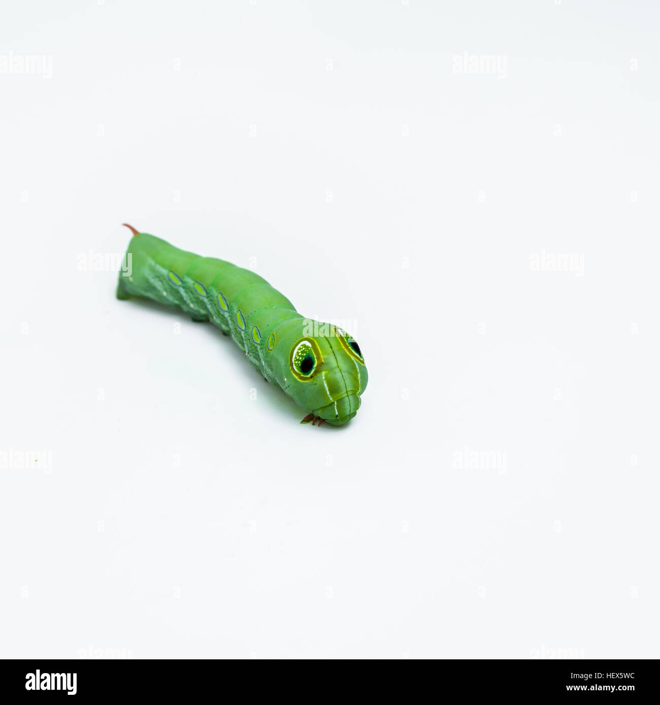 Butterfly caterpillar face close up hi-res stock photography and images ...