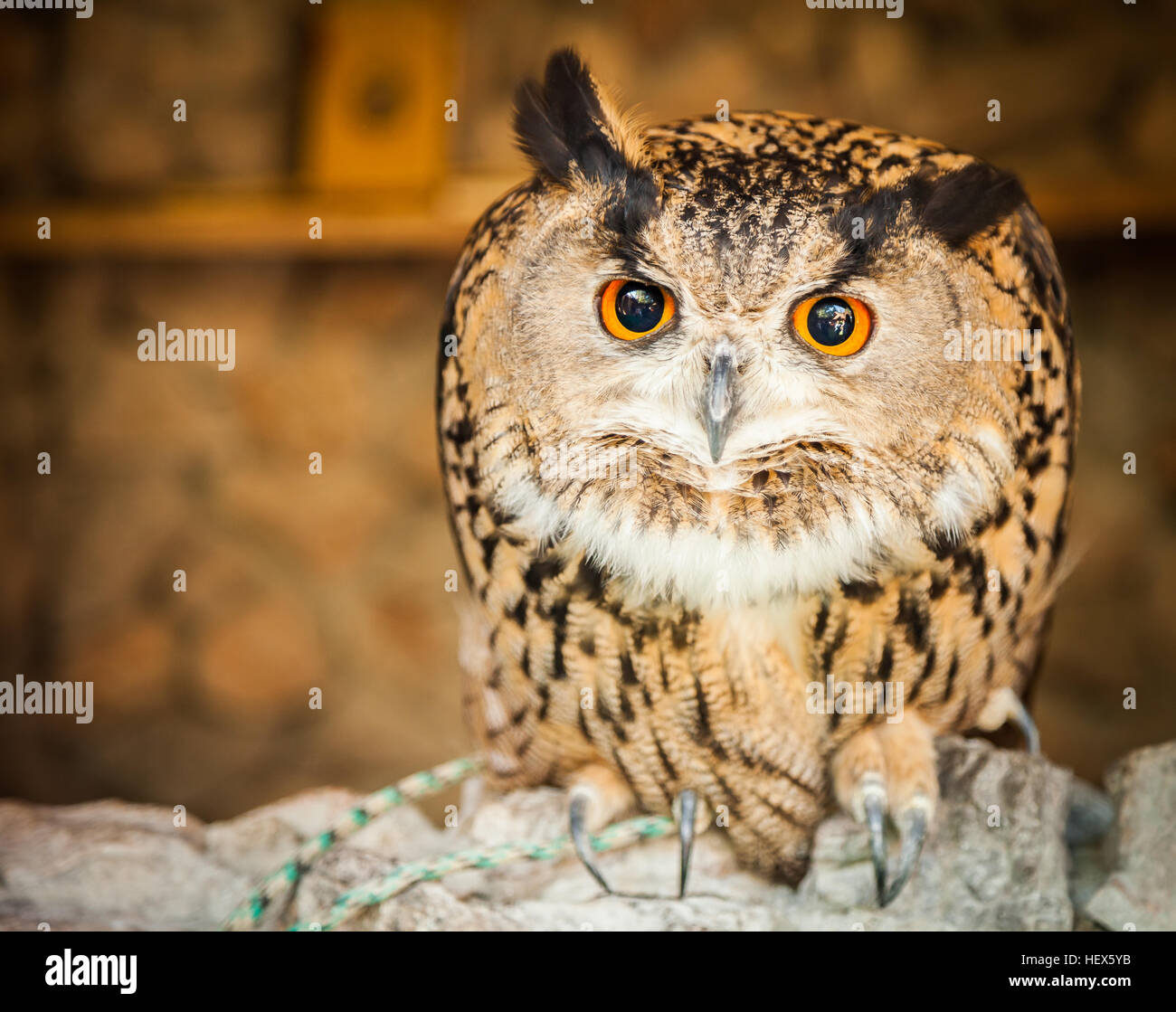 Owls are birds from the order Strigiformes. beautiful in natrue Stock ...