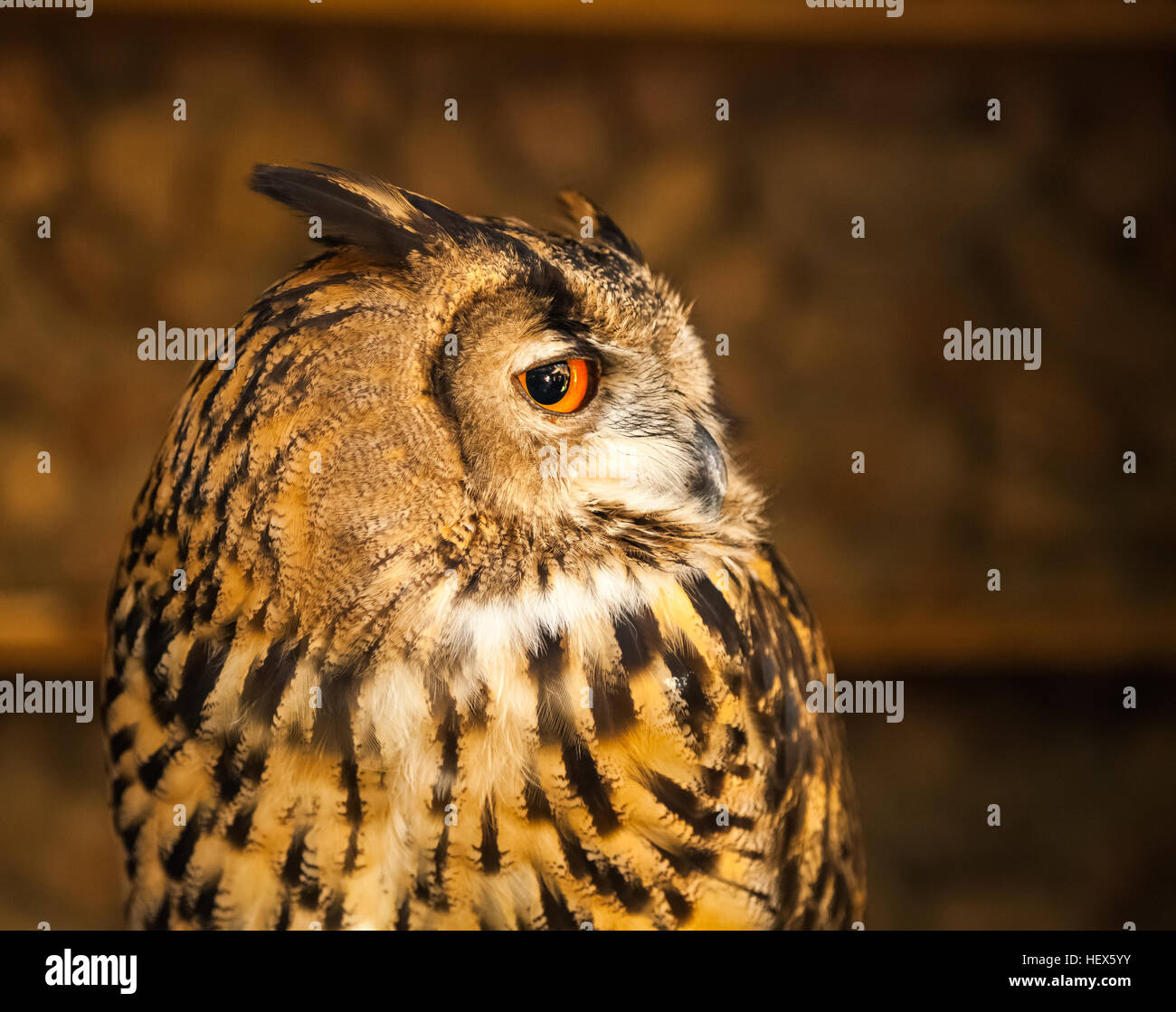 Owls are birds from the order Strigiformes. beautiful in natrue Stock ...