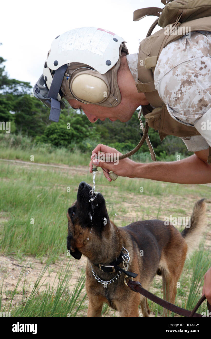Cpl. Sky Bryson, a dog handler with Military Working Dog Platoon ...