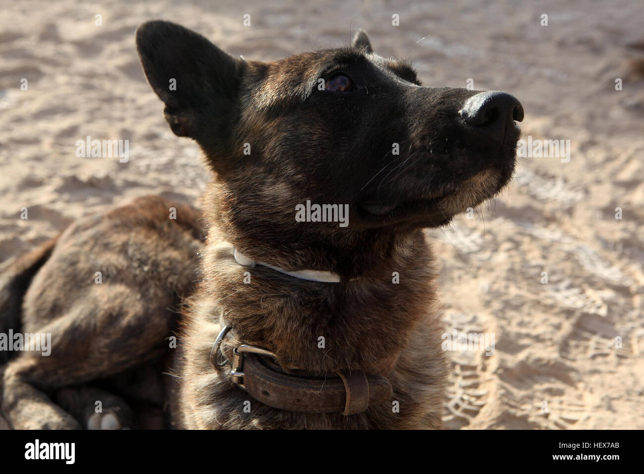 A military explosive detection dog by the name of "Bandit" deployed ...