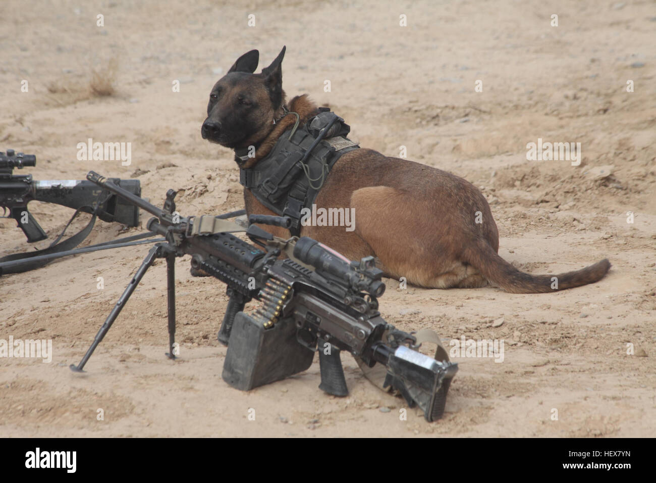 A military working dog holds its position while it handler loads gear ...