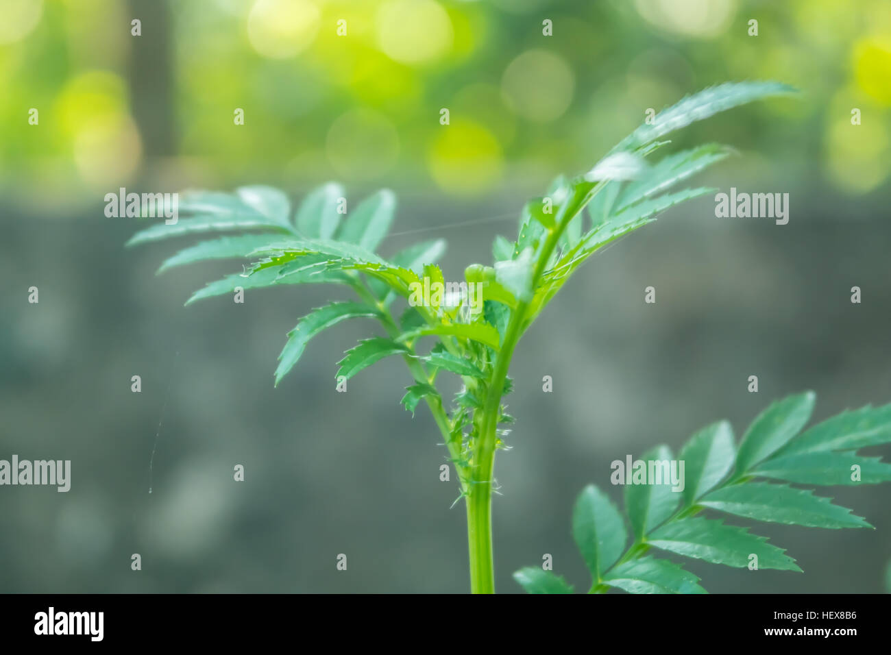 Merry Gold Tree and Flower Stock Photo - Alamy