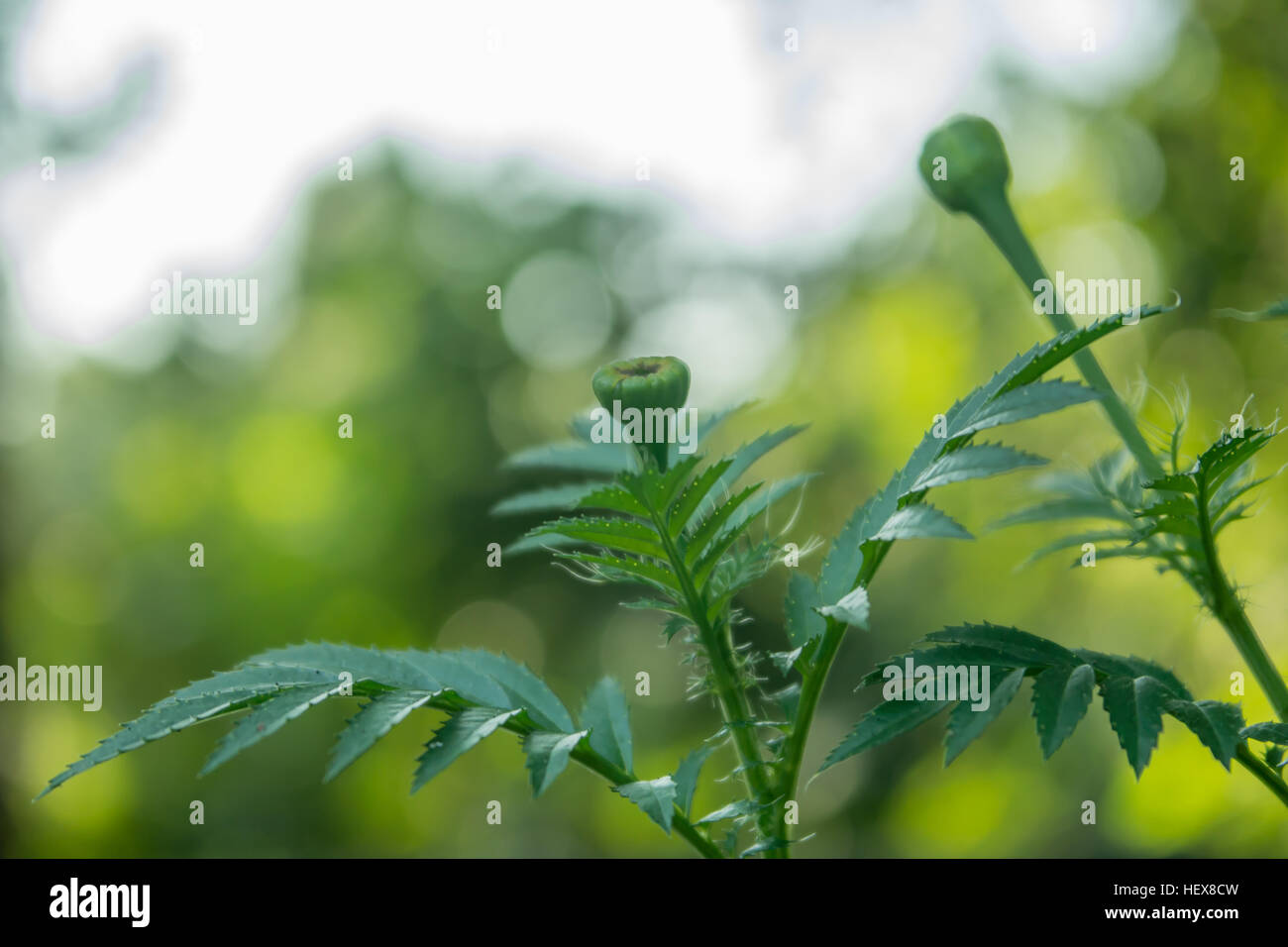 Merry gold flower head hi-res stock photography and images - Alamy