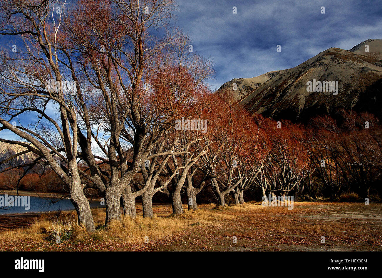 Willows are known for their watery bark sap, rich in salicylic acid ...