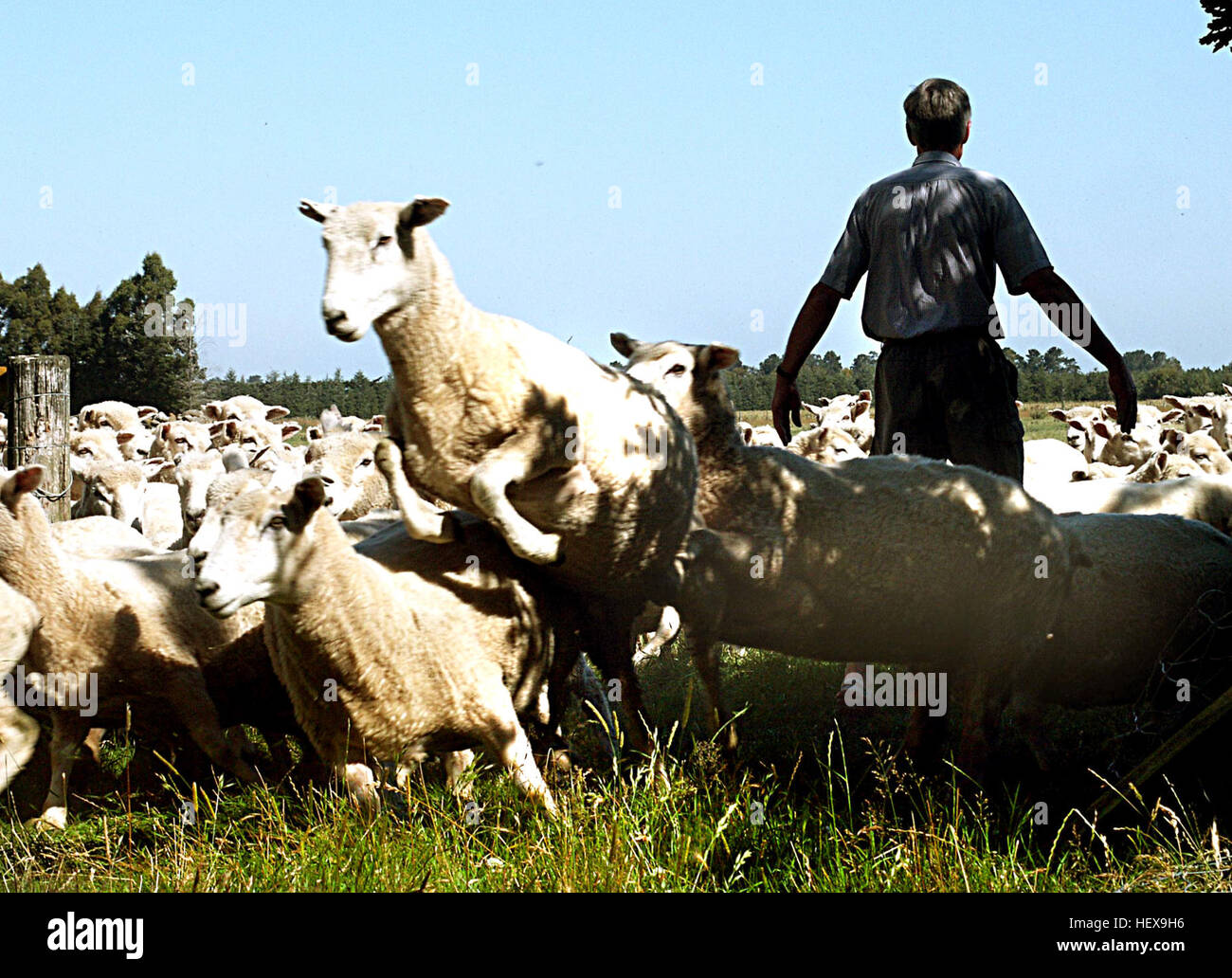 This image depicts sheep in New Zealand performing a jump, showcasing ...