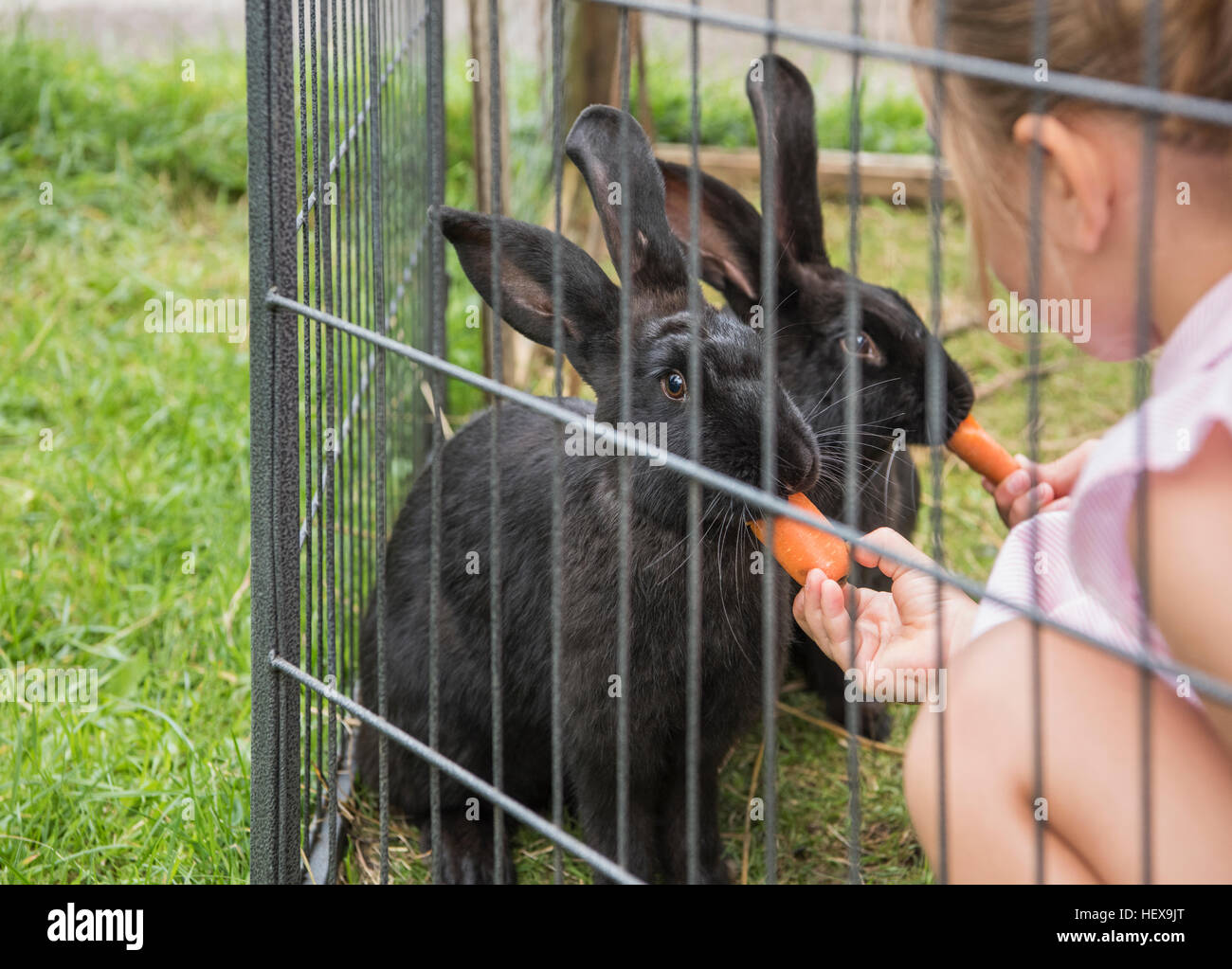 Carrots Rabbit Feeding at Cynthia Jasmin blog