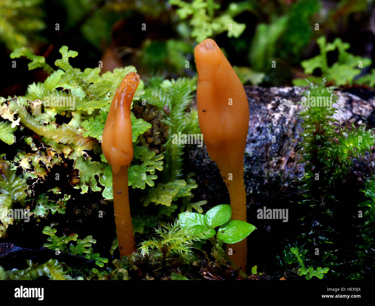 Yellow earth tongues hi-res stock photography and images - Alamy