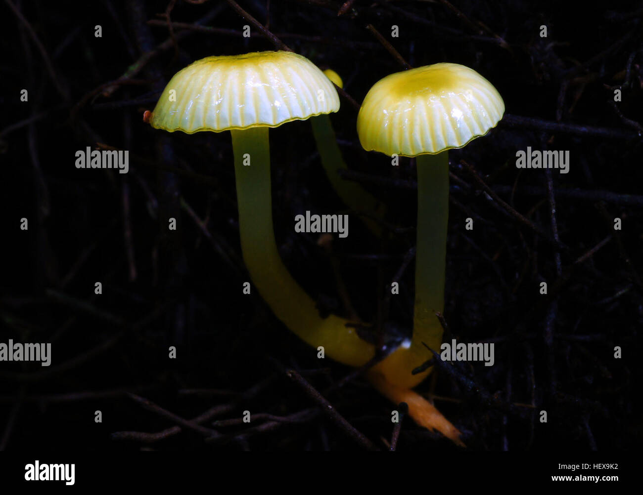 Waxy fungi hi-res stock photography and images - Alamy