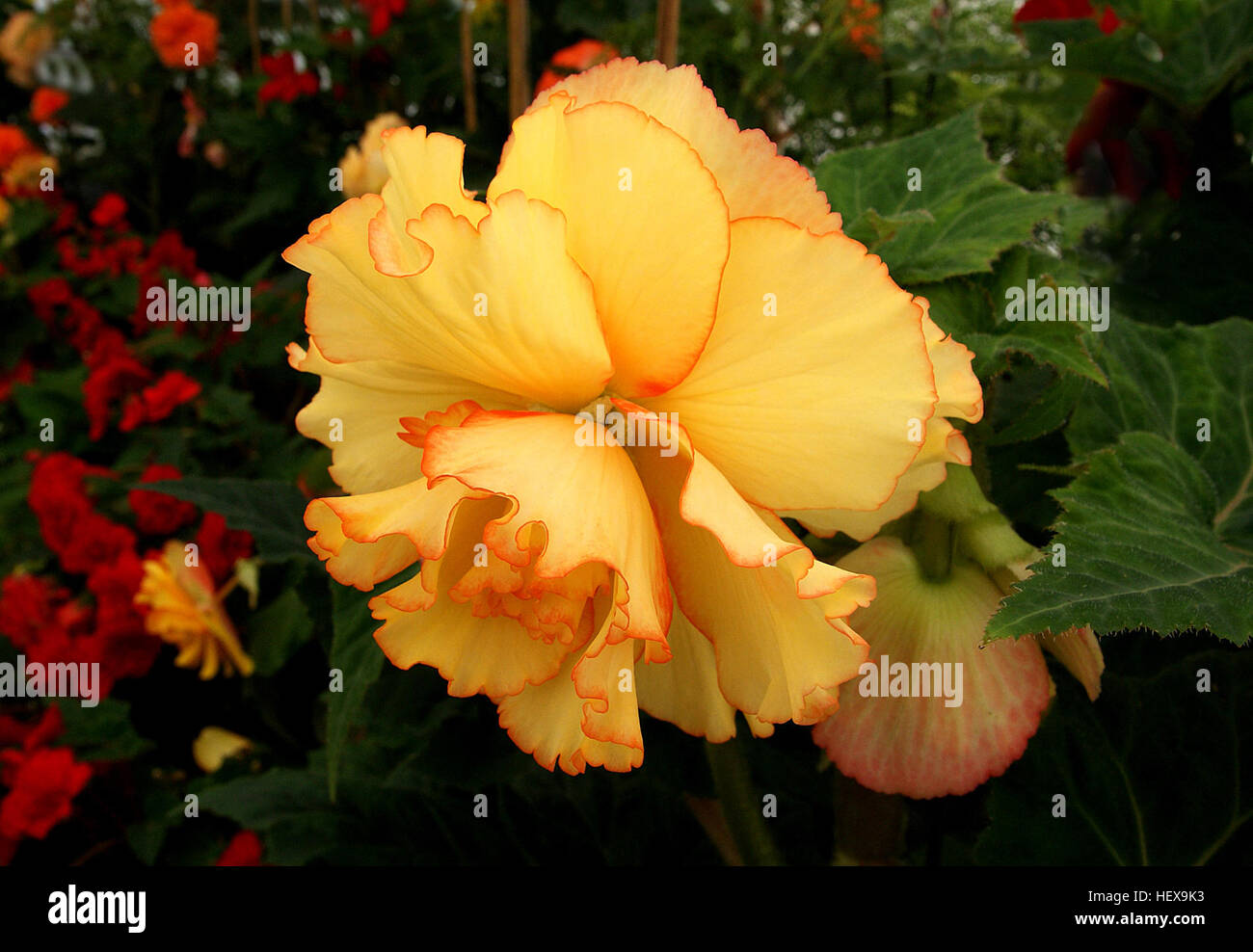Begonias, belonging to the Begoniaceae family, are perennial flowering ...