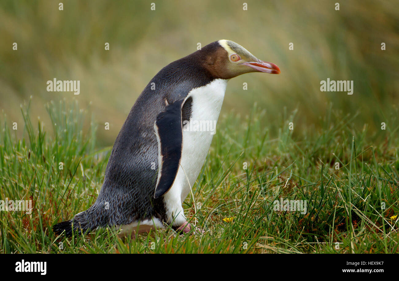 The Yellow-eyed Penguin (Megadyptes antipodes), also known as Hoiho, is ...