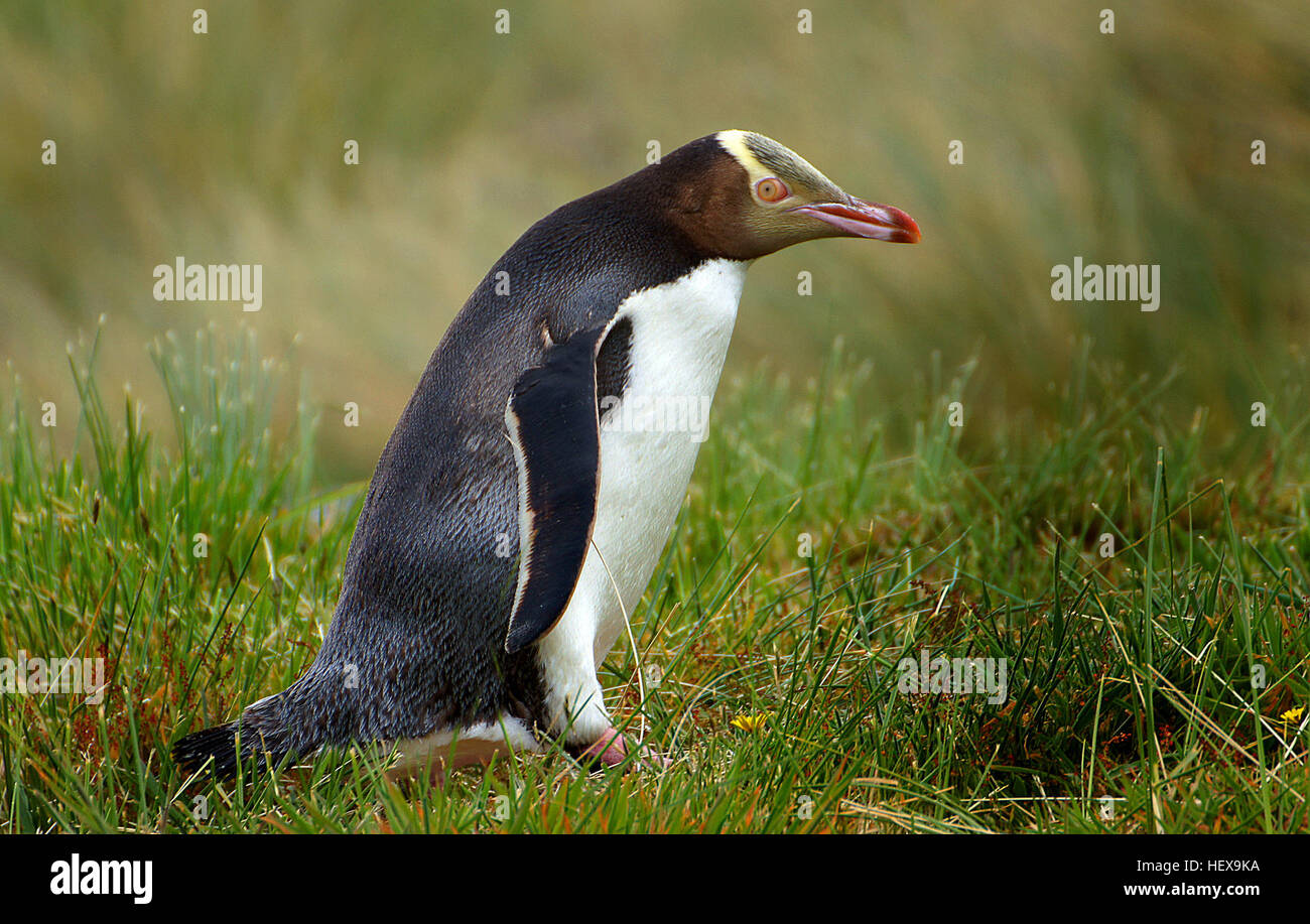 The yellow-eyed penguin (Hoiho) is a rare species native to New Zealand ...