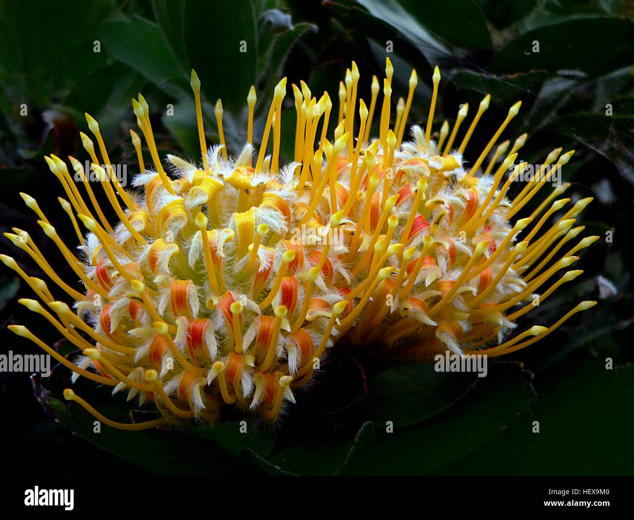 Endemic australia hi-res stock photography and images - Alamy