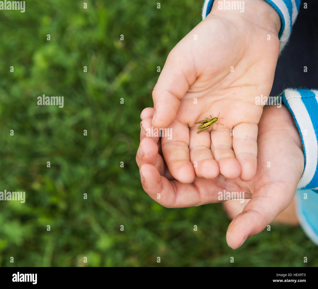 Hands of boy holding insect Stock Photo - Alamy