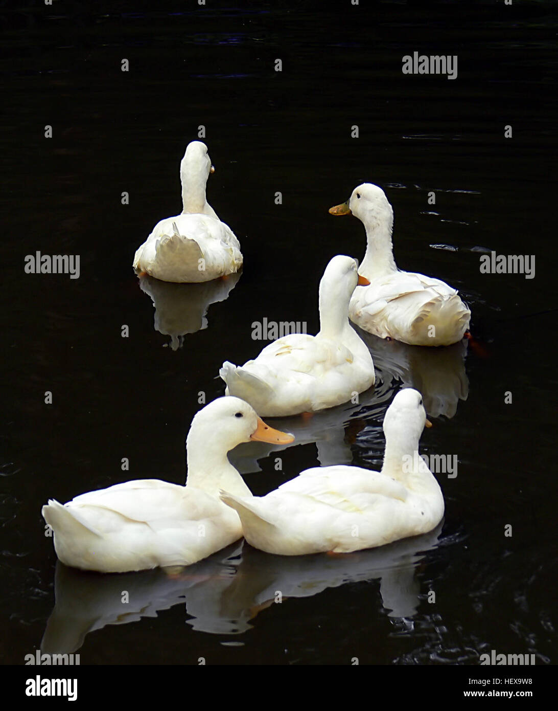 Aylesbury duck hi-res stock photography and images - Alamy