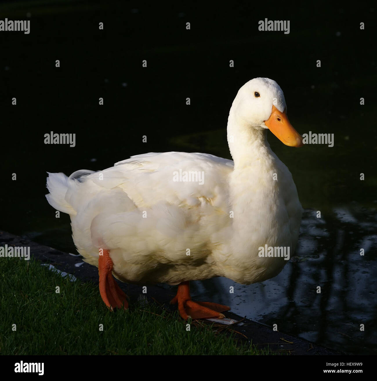 The Aylesbury Duck is a breed of domestic duck known for its white ...