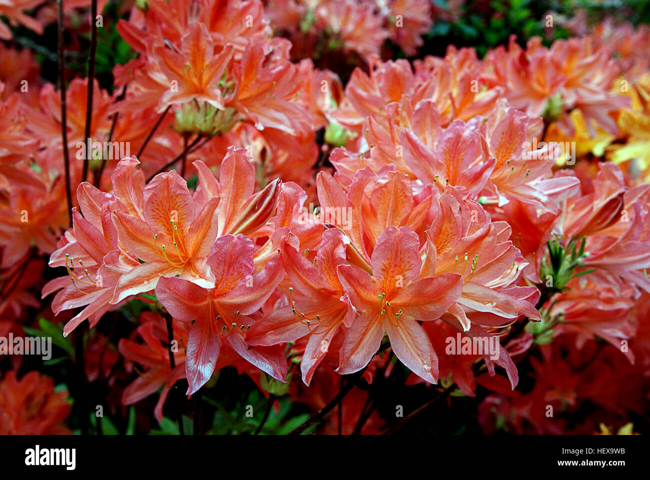Pink rhododendron azalea variety hi-res stock photography and images ...