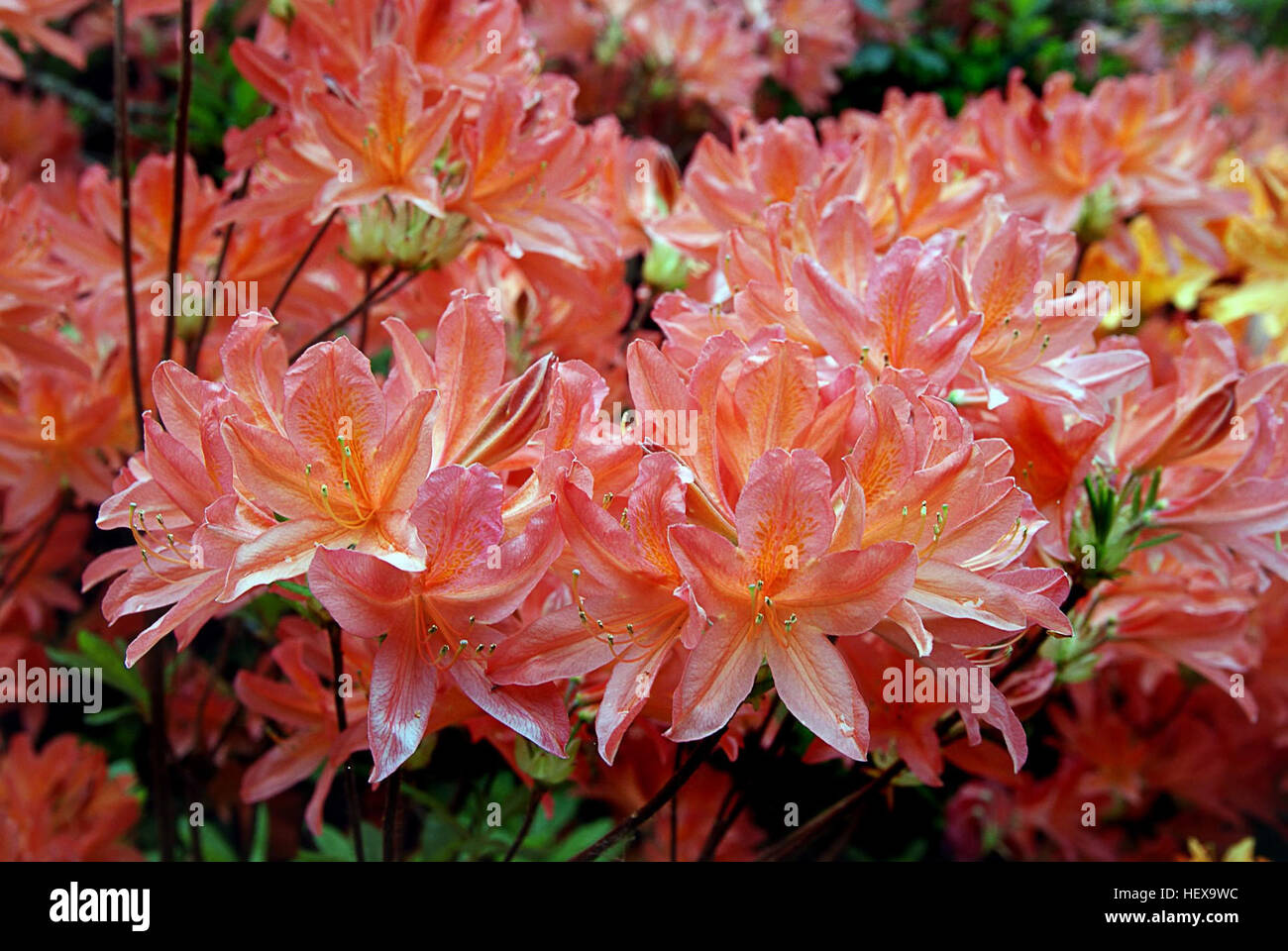 This artwork features a vibrant depiction of orange azalea flowers ...