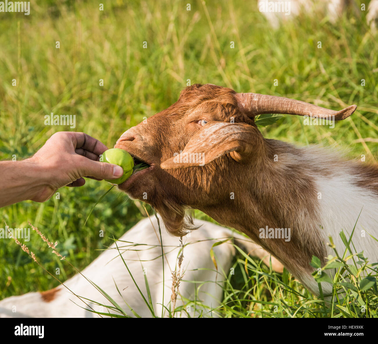 Man with goat hi-res stock photography and images - Alamy