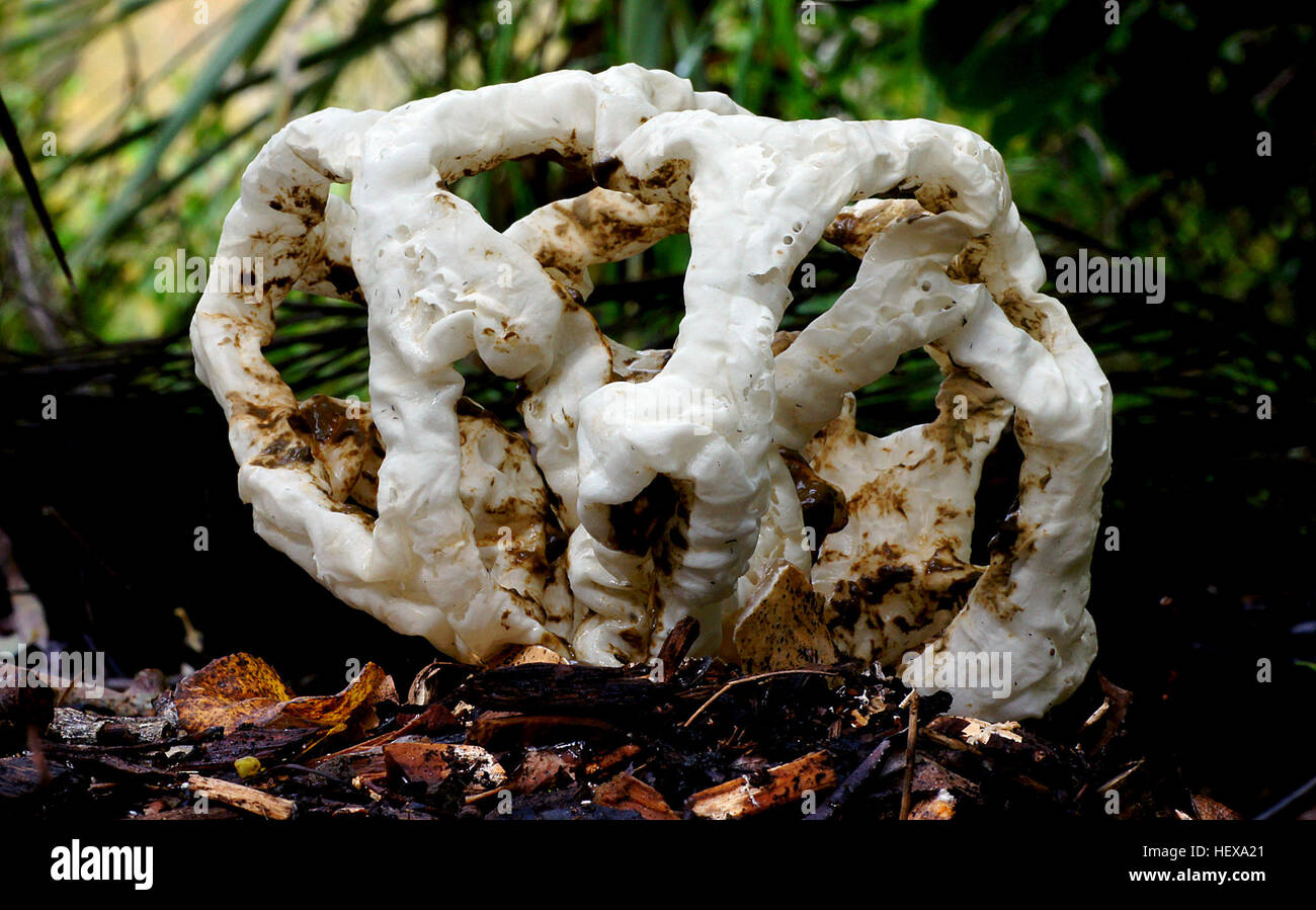 Saprobic species hi-res stock photography and images - Alamy