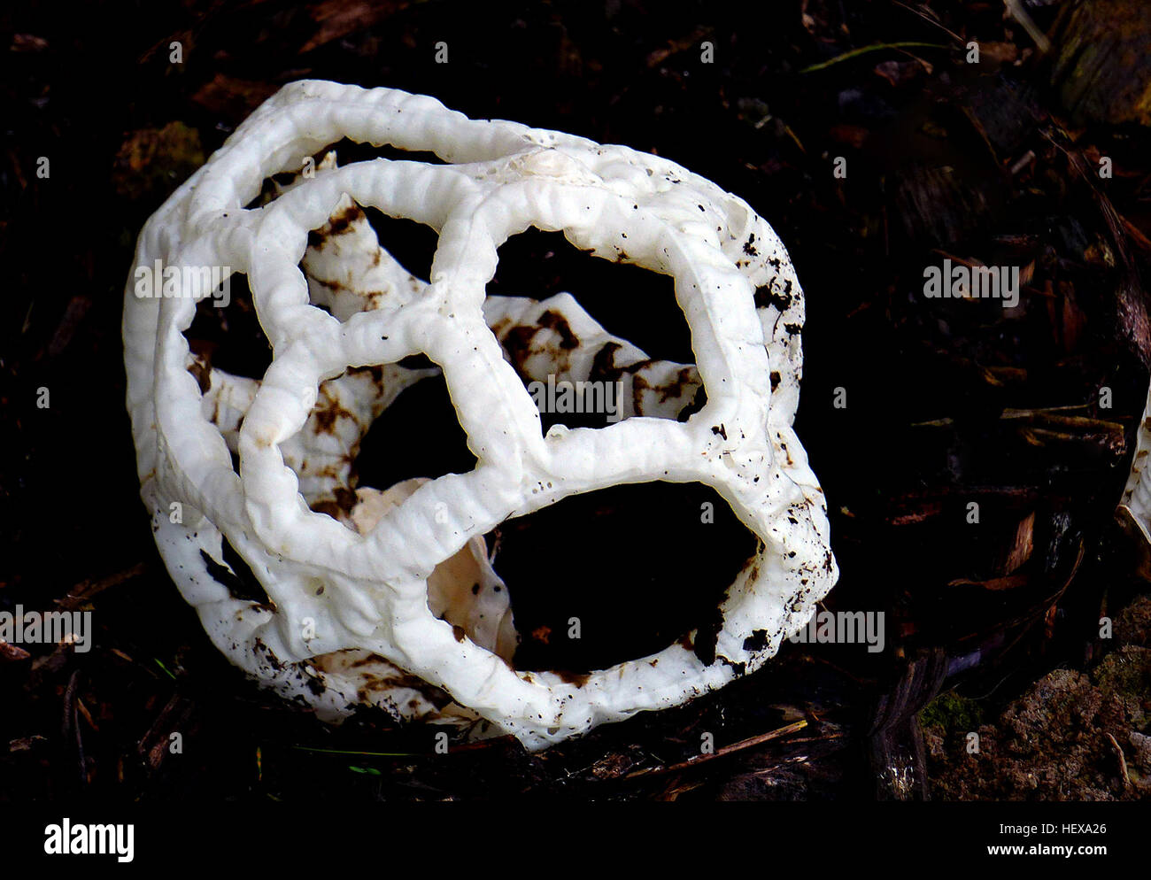 Saprobic species hi-res stock photography and images - Alamy