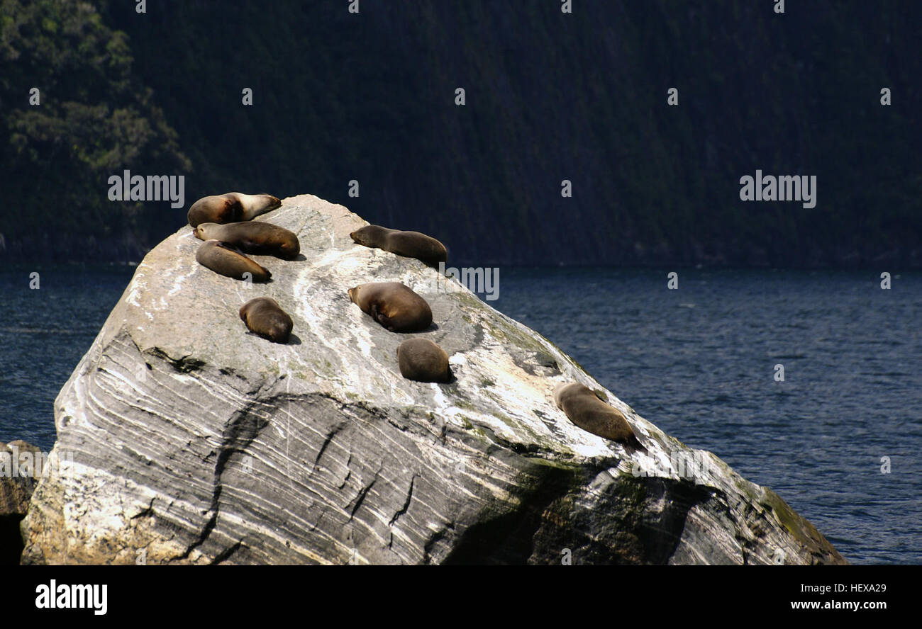 Almost extinct in wild hi-res stock photography and images - Alamy