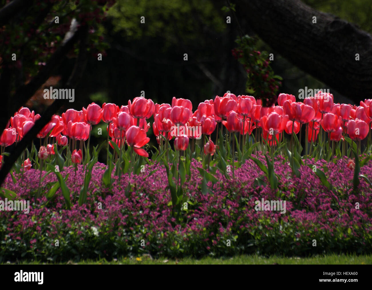 Sony dslr hi-res stock photography and images - Alamy