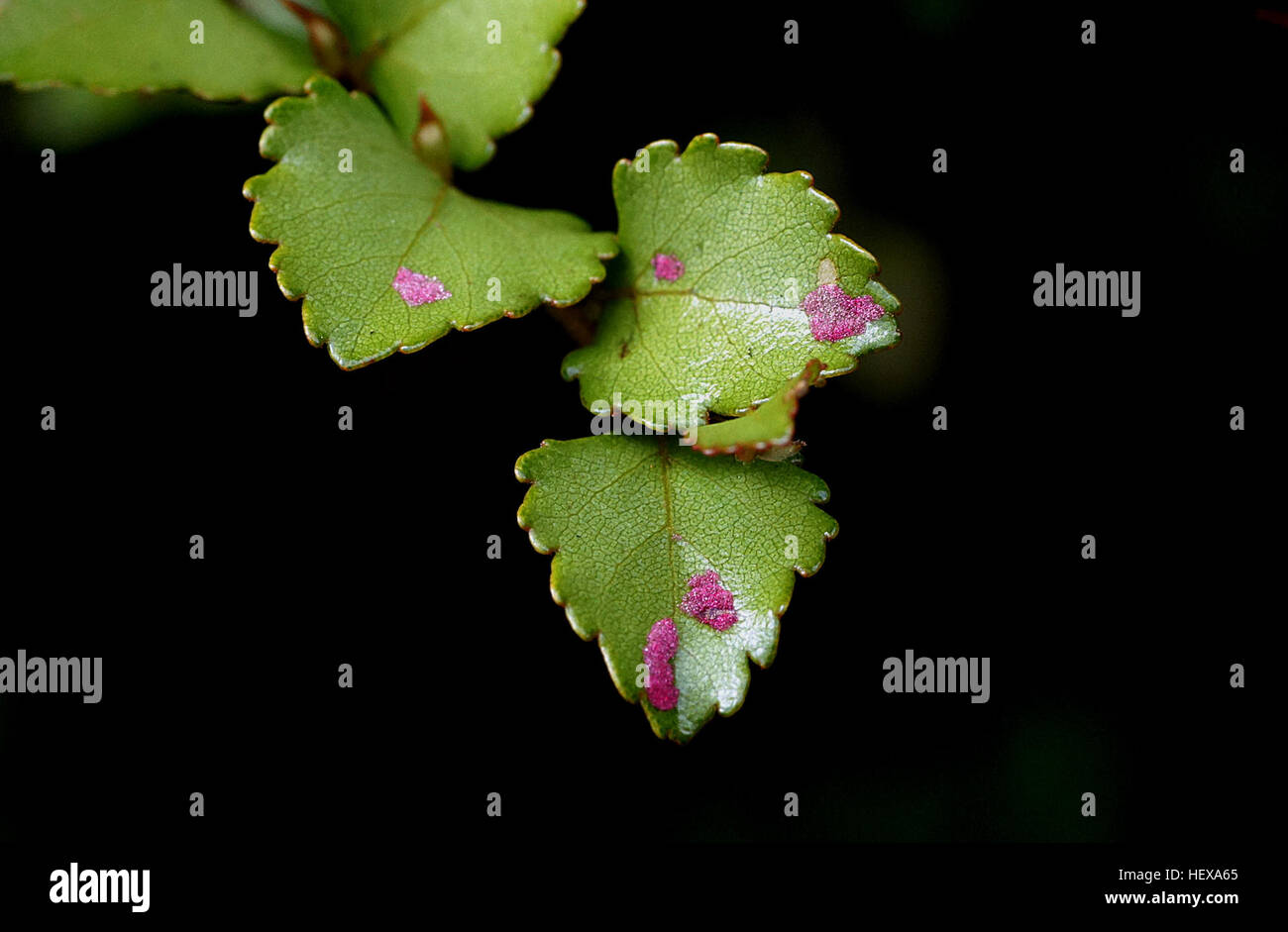 Nothofagus truncata hi-res stock photography and images - Alamy