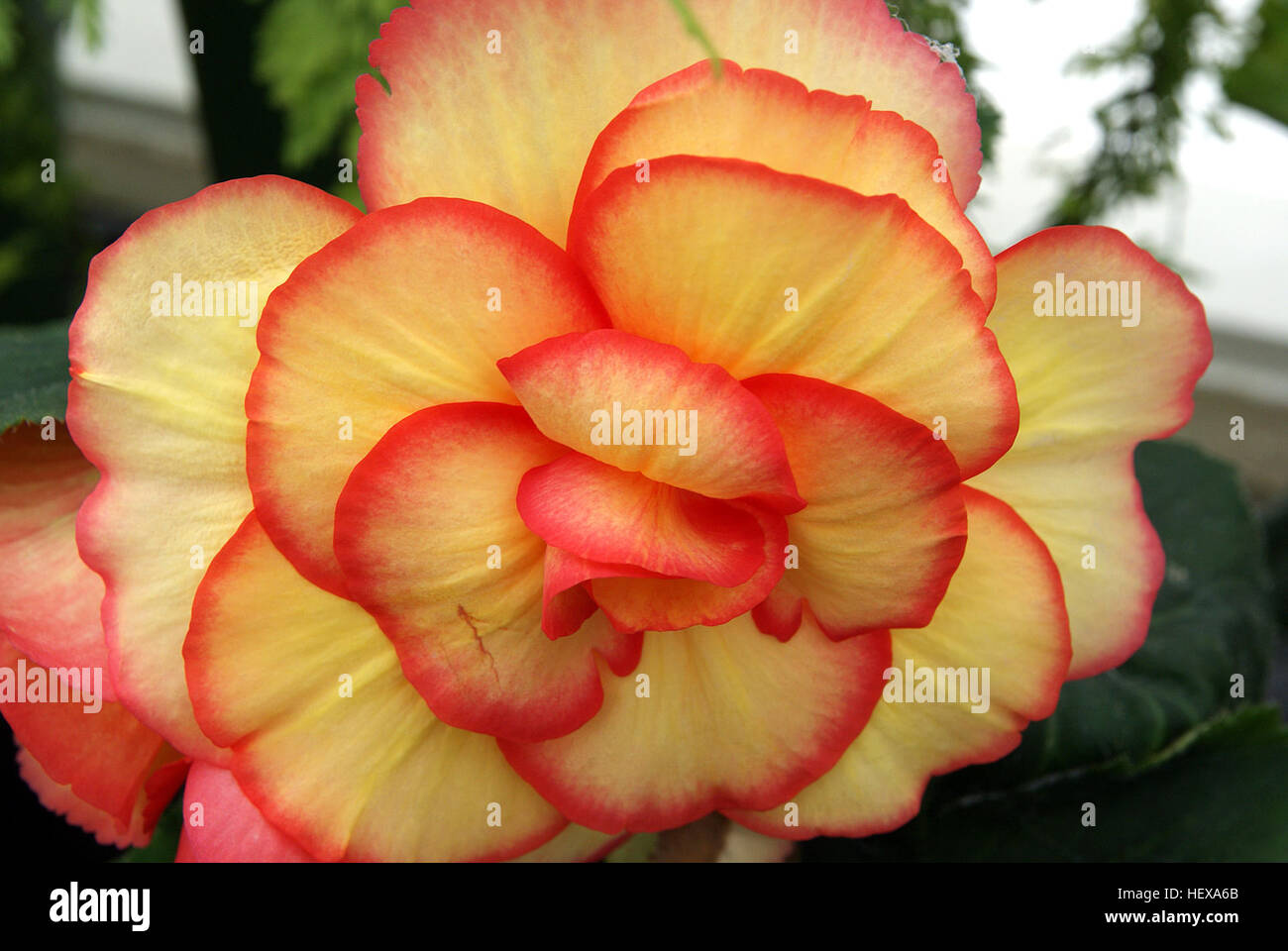 This image features a close-up of begonias, captured with a Sony DSLR ...