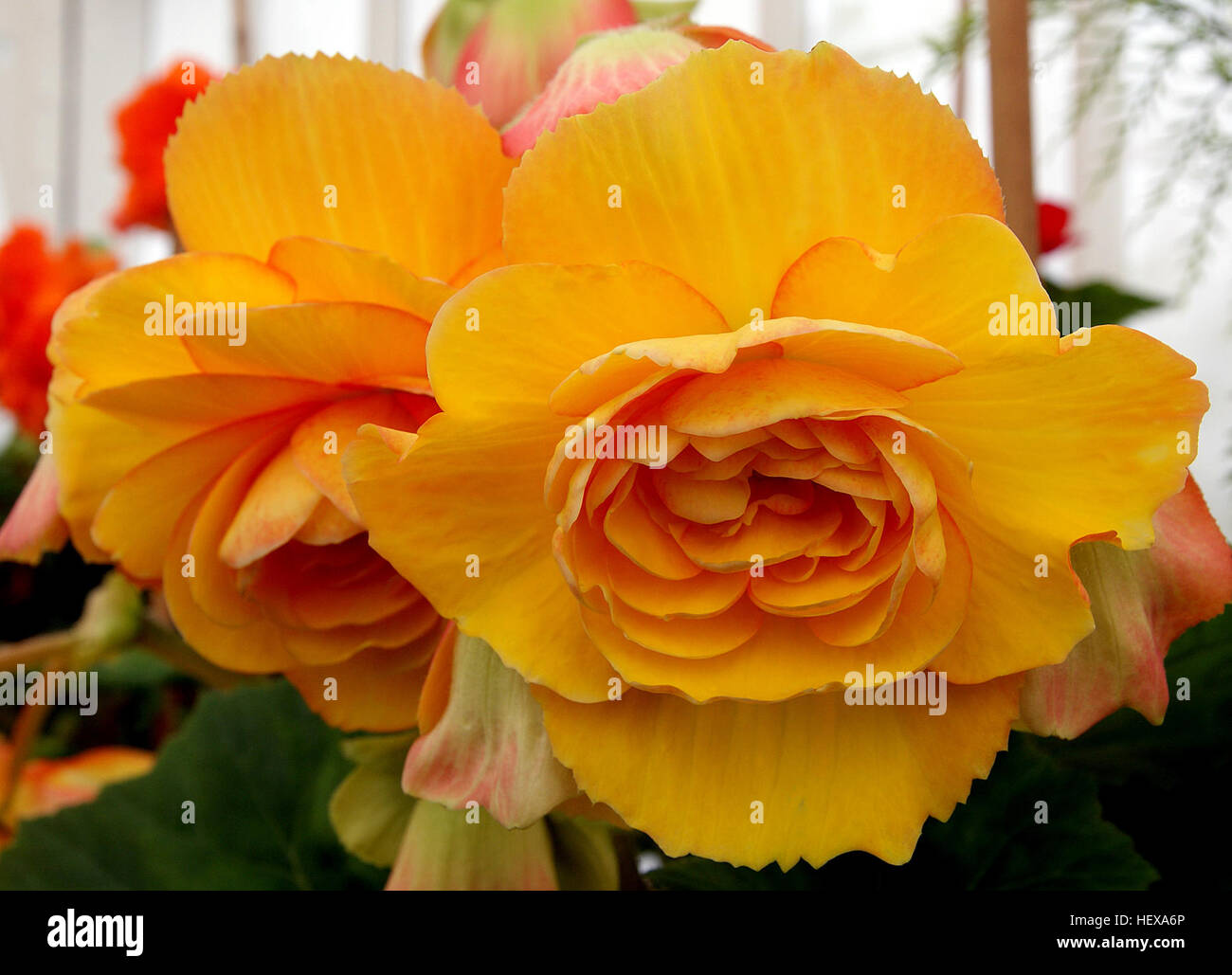 A vibrant image of begonias captured with a Sony DSLR A300 camera ...