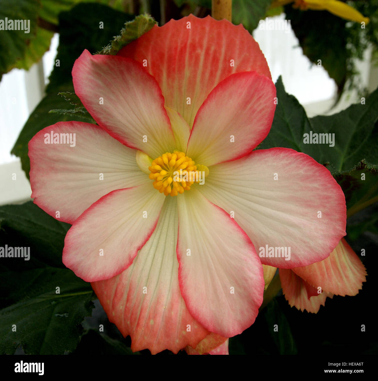 The image captures a close-up view of begonia flowers taken with a Sony ...