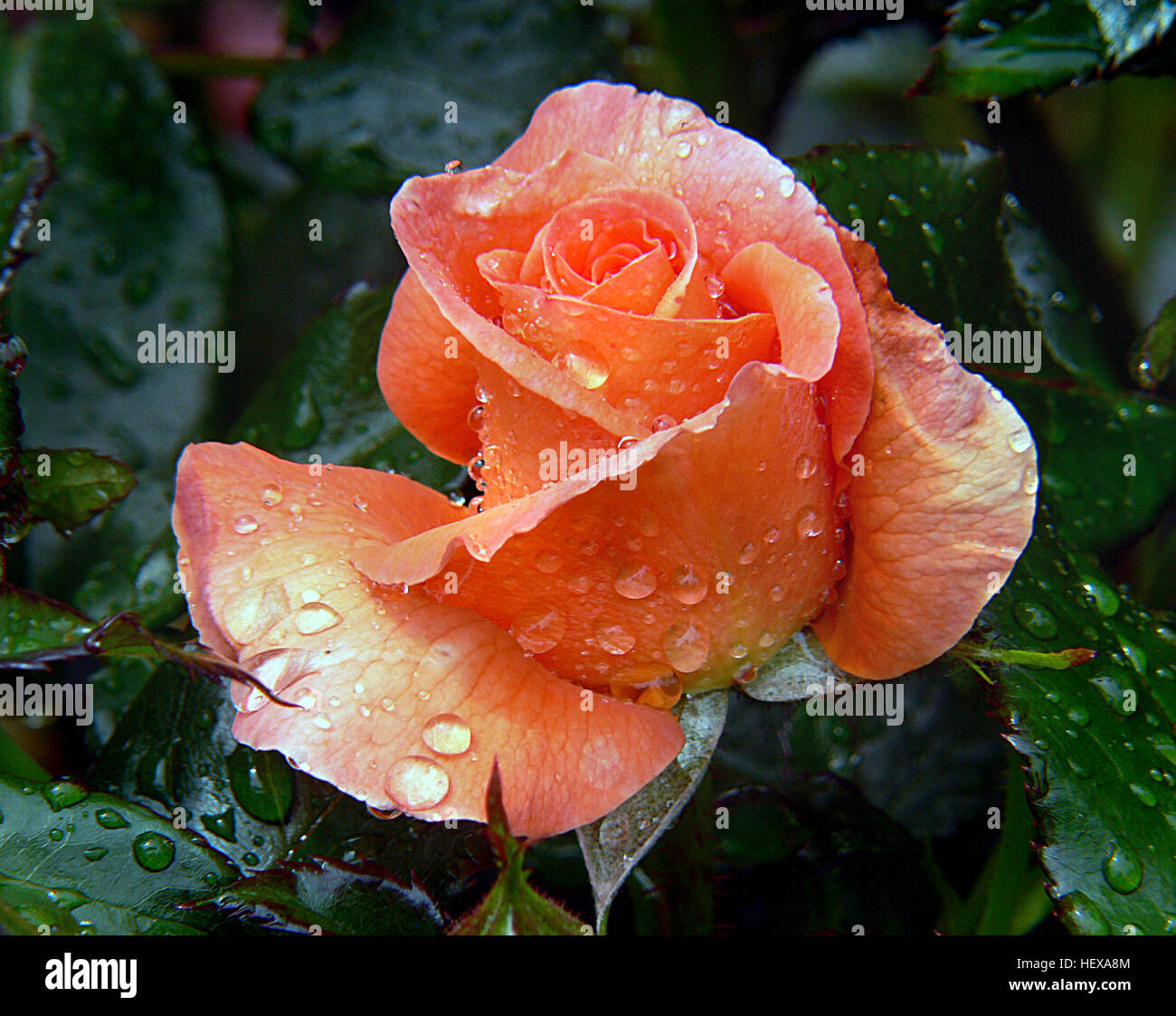 A description of the rose, a woody perennial from the genus Rosa in the ...