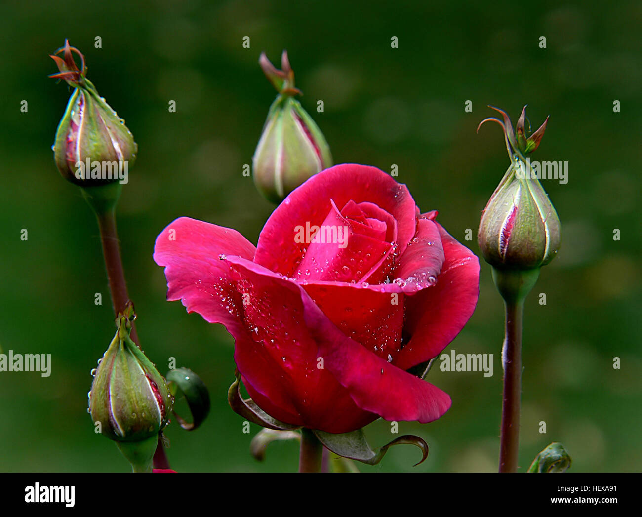 The 'Blackberry Nip' rose, inspired by the eponymous liqueur, features ...