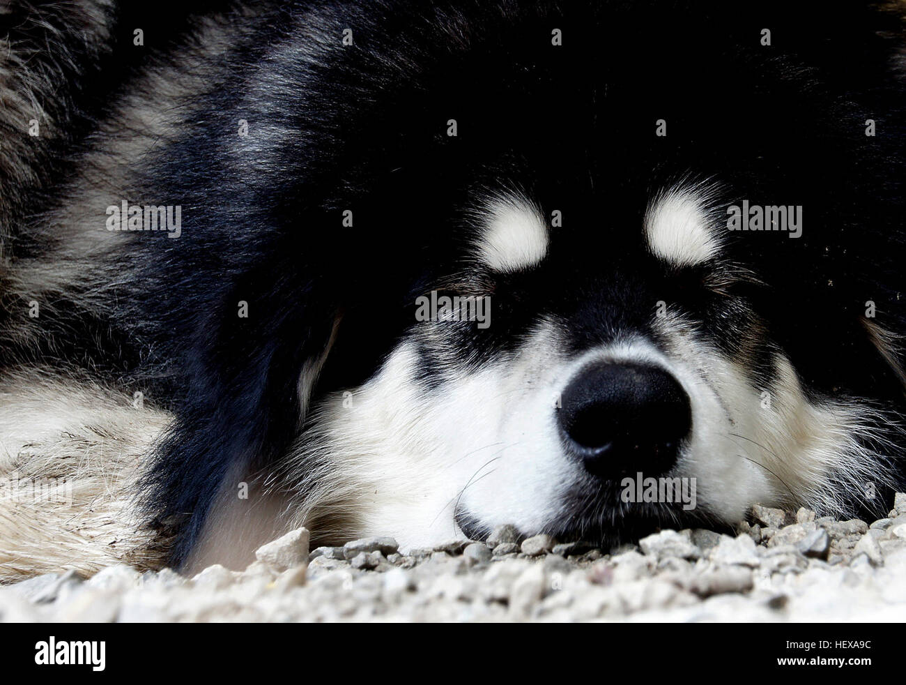 Huskies are a type of sled dog known for their speed and endurance ...